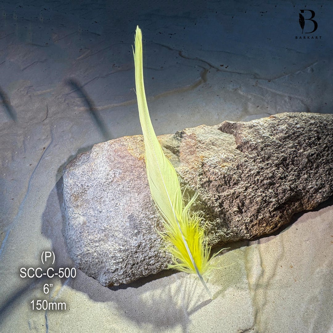 Sulphur Crested Cockatoo CREST Feathers- Feather Collector, Dancing ...