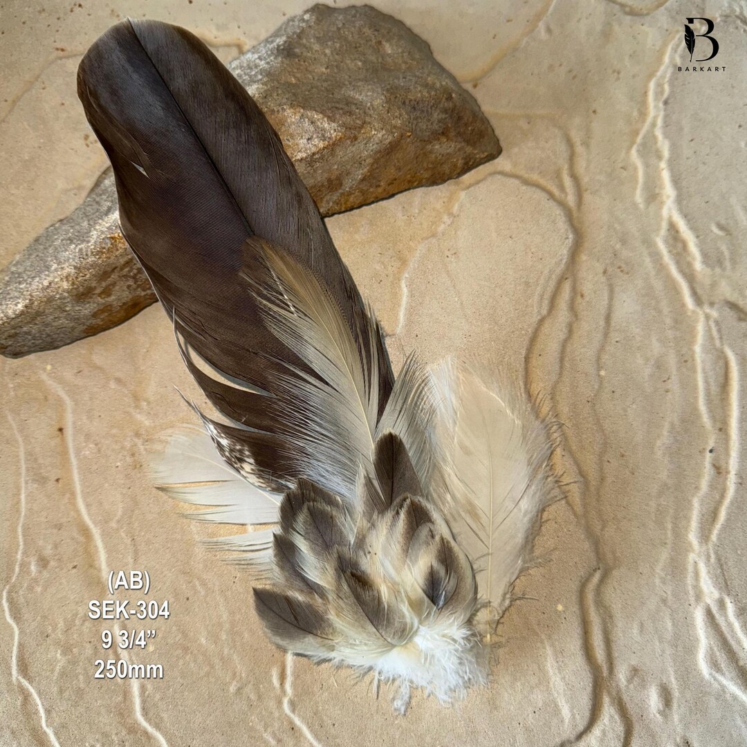White Bellied Sea EAGLE Feather SEK-304 DIY Kit, Feather, Smudging, Permit Supplied - Etsy