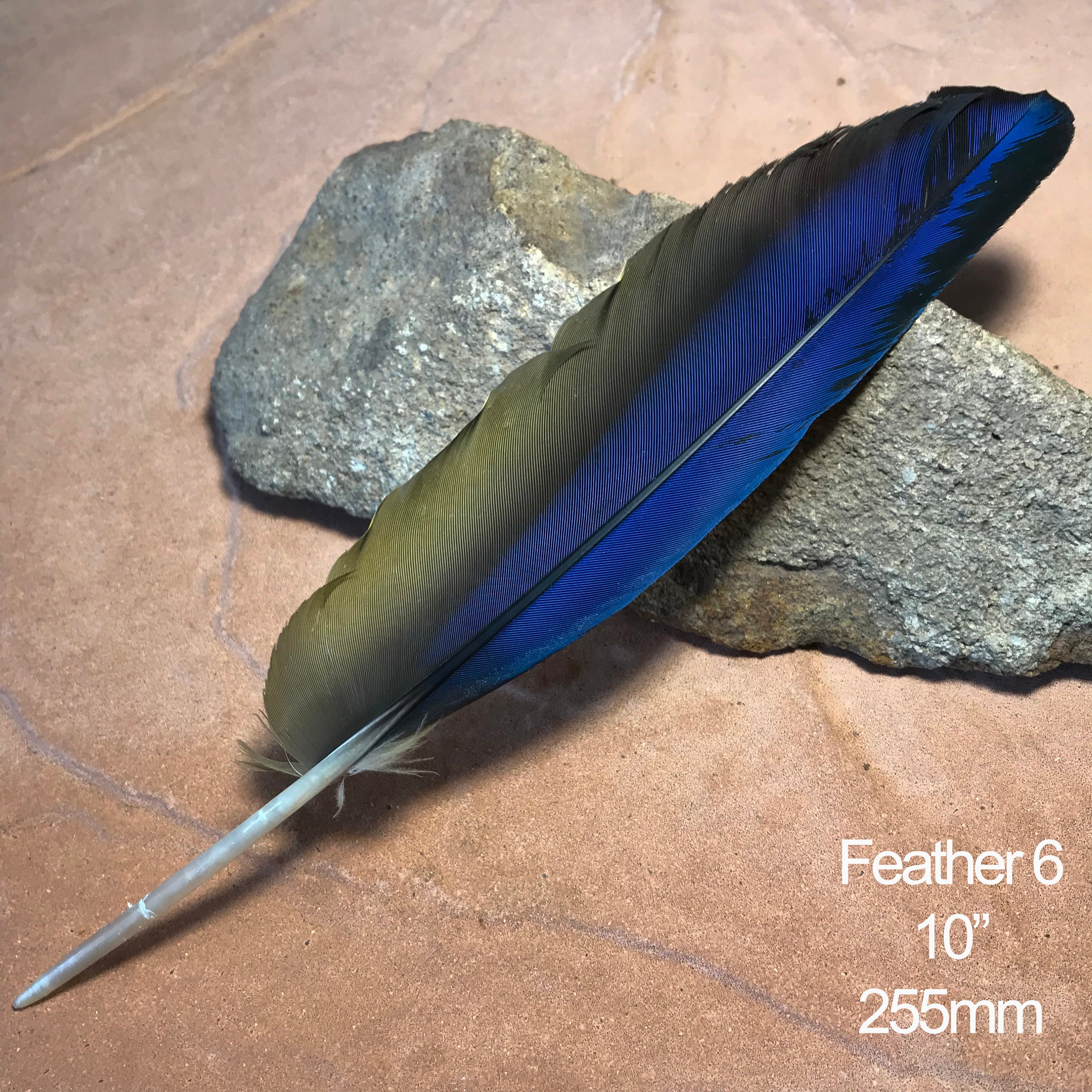 Macaw Wing Feathers - Rare Feathers, Boho, Collectors, TRUSTED Approved ...