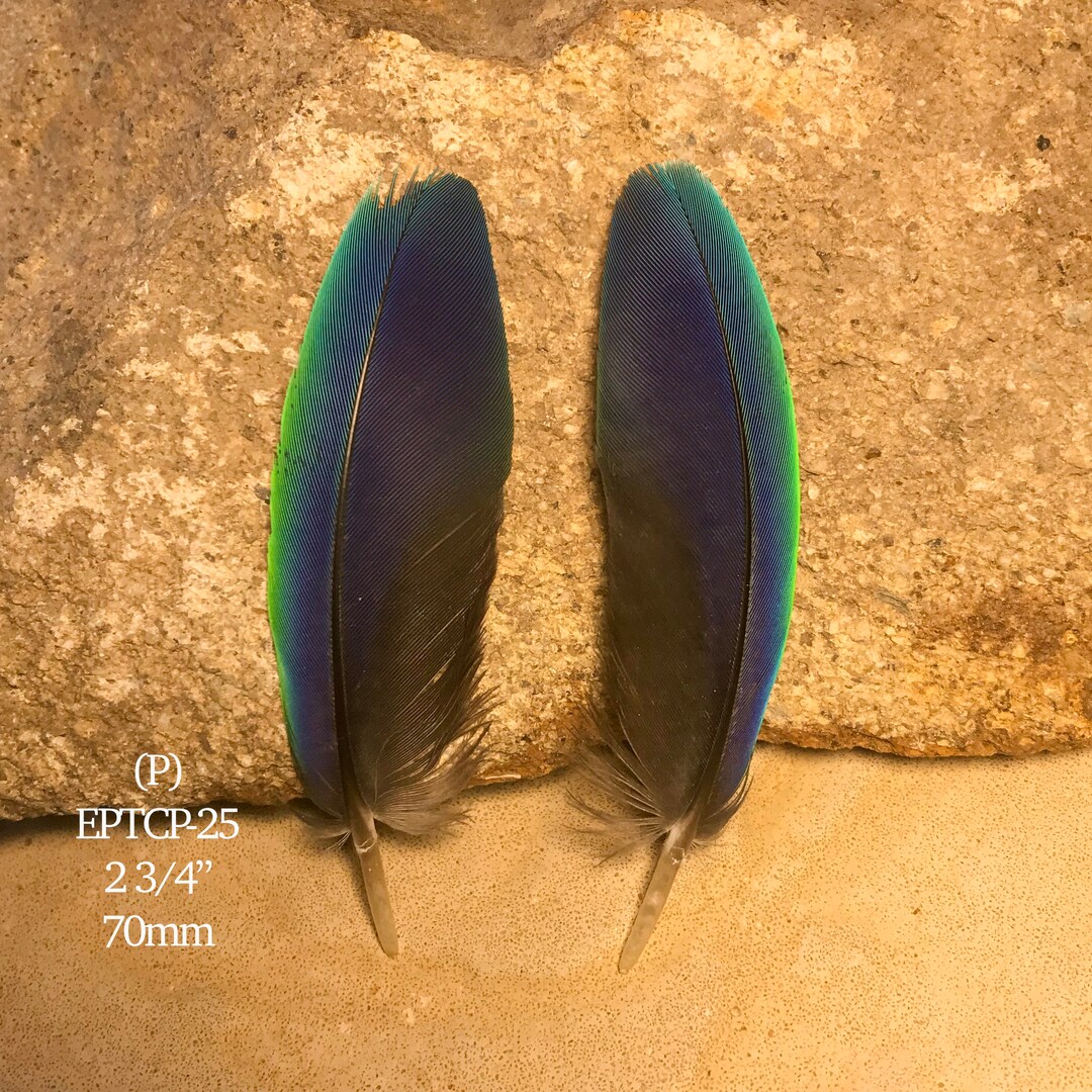 VERY RARE Eclectus Parrot Covert Feathers Close Pair Boho - Etsy