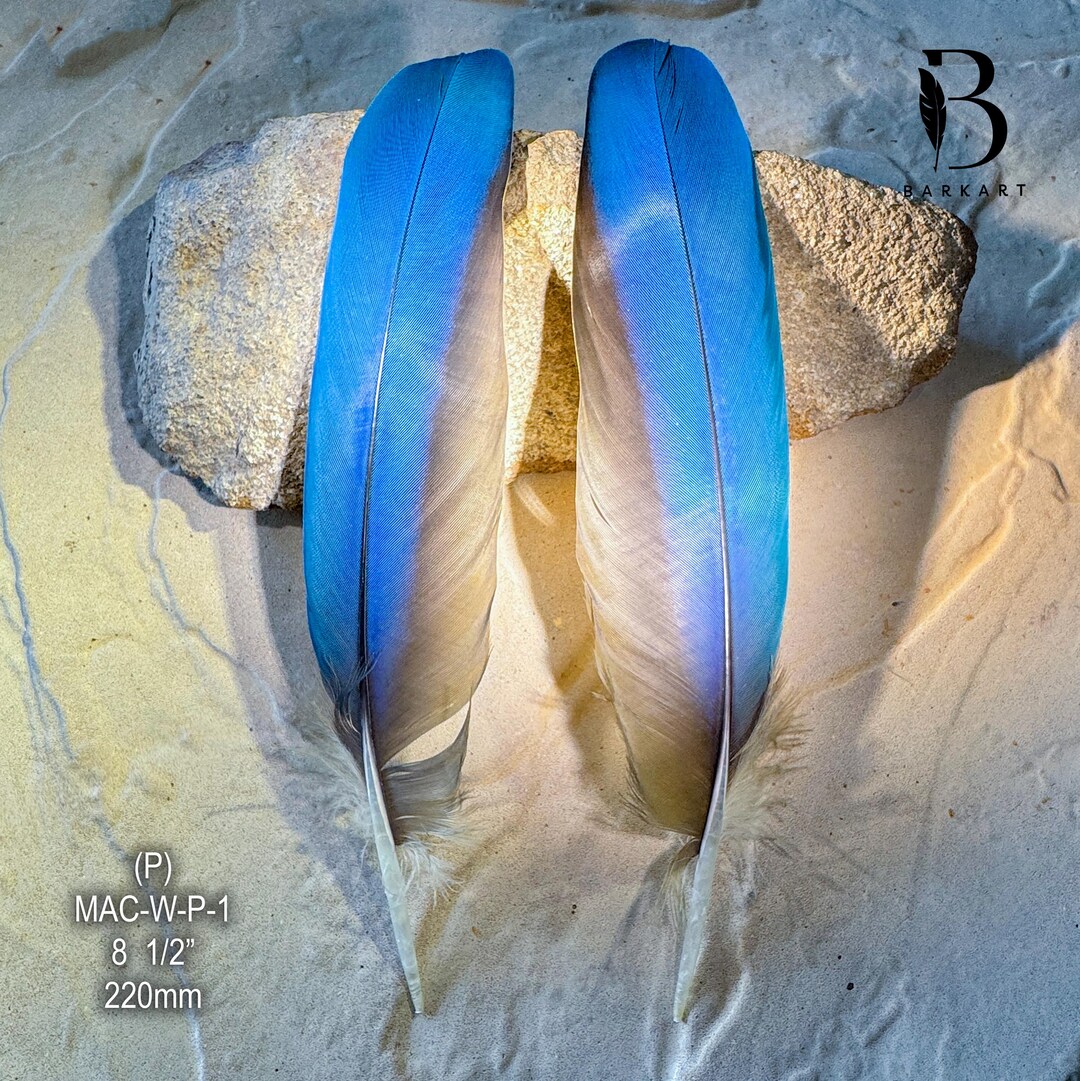 Blue and Gold Macaw Primary Wing Feathers Close Pair, Millinery, Smudge ...