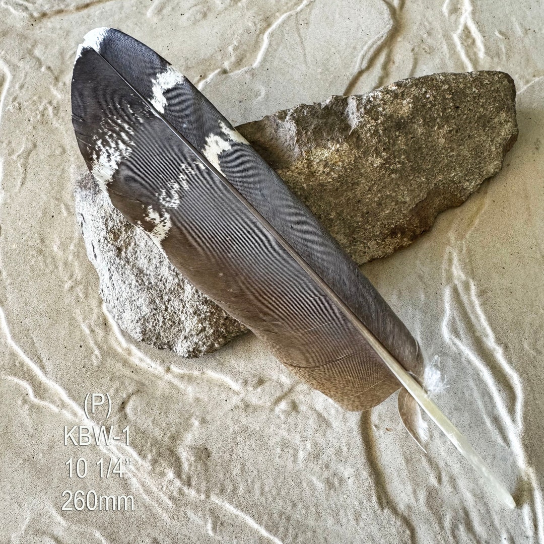 Very Rare Kori Bustard Wing Feather salmon Flies, Rare Feather, Akubra ...