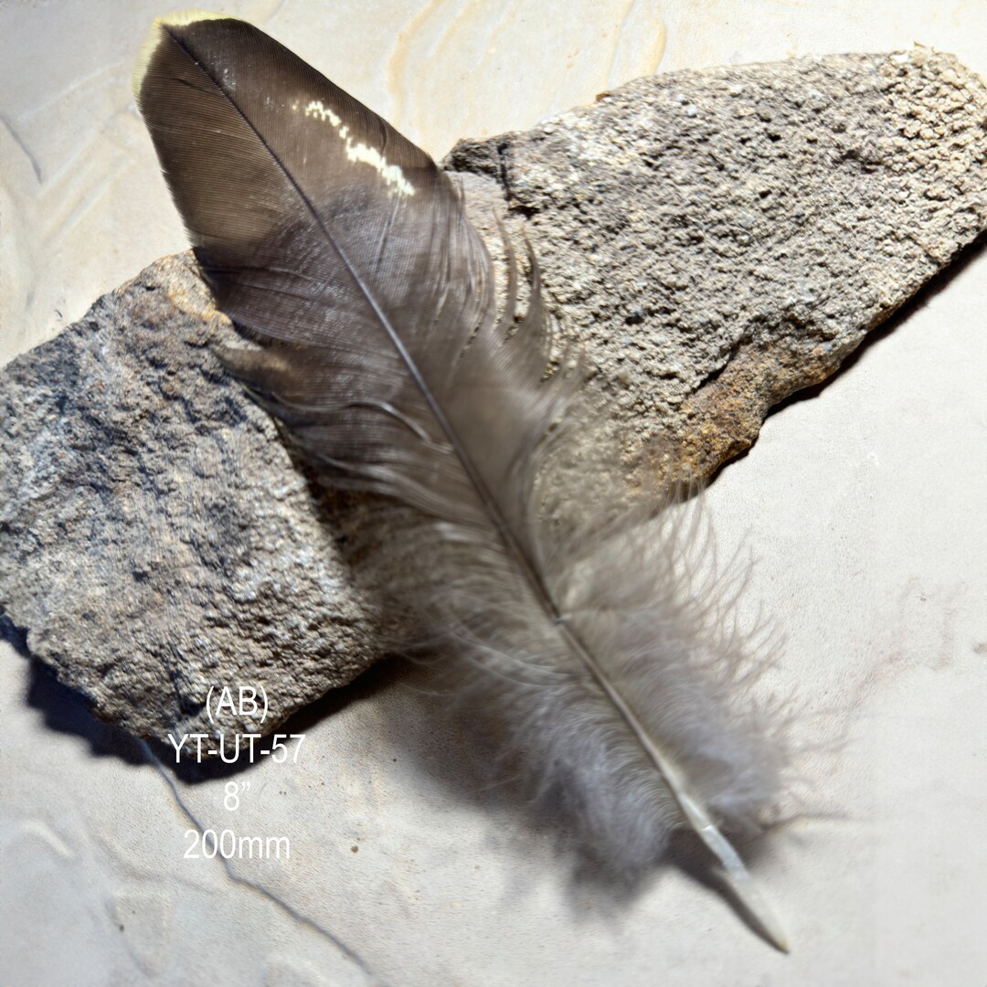 Rare Yellow-tailed Black Cockatoo Feather – Ethically Sourced ...