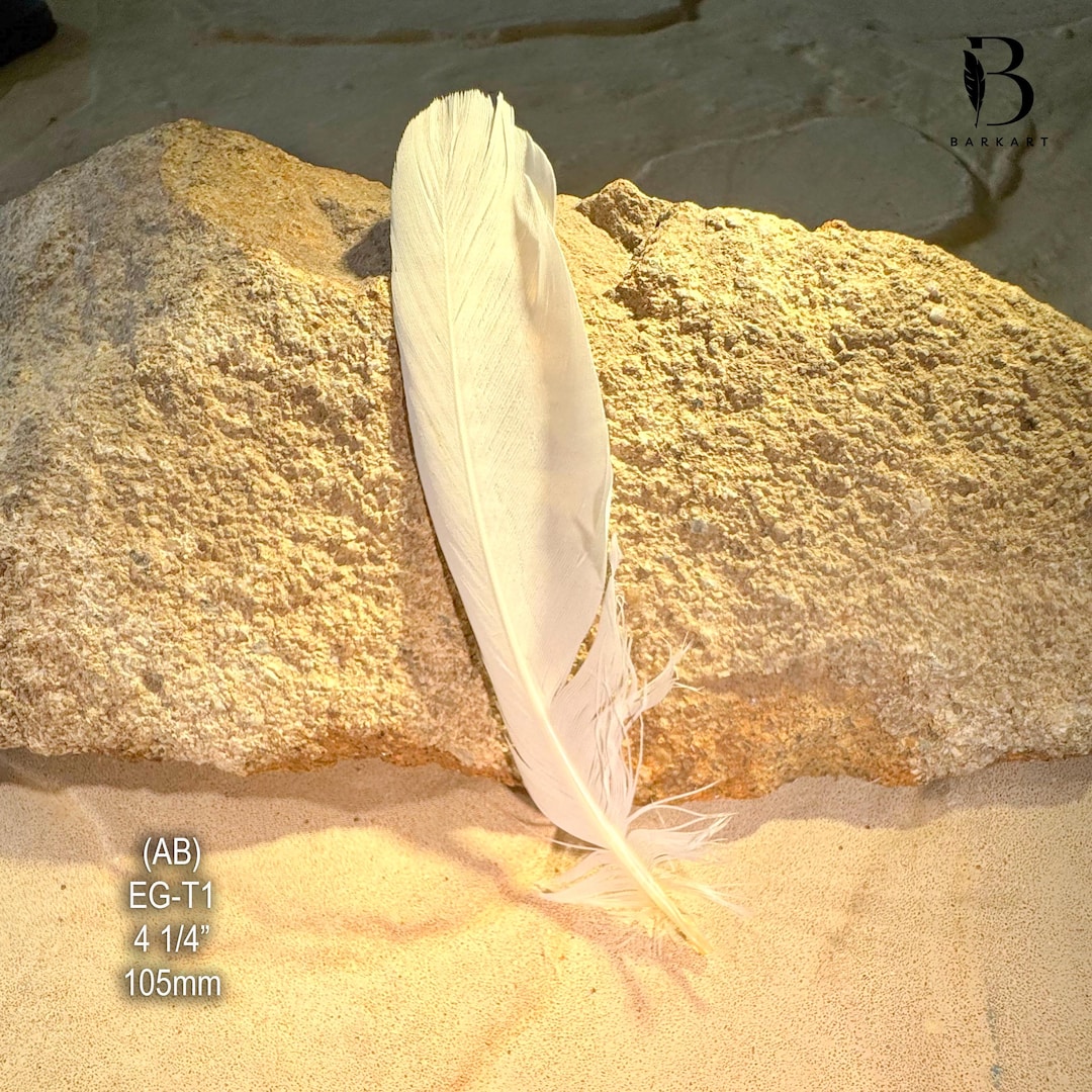 Rare Australian Egret Tail Feather, Museum Quality, Fly Fishing ...