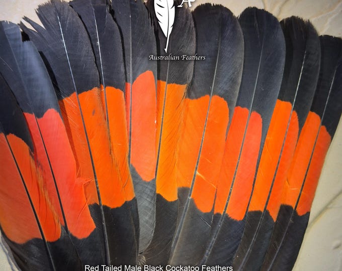 Red Tailed Black Cockatoo Tail Feather, Millinery, Boho, Hat Feather ...