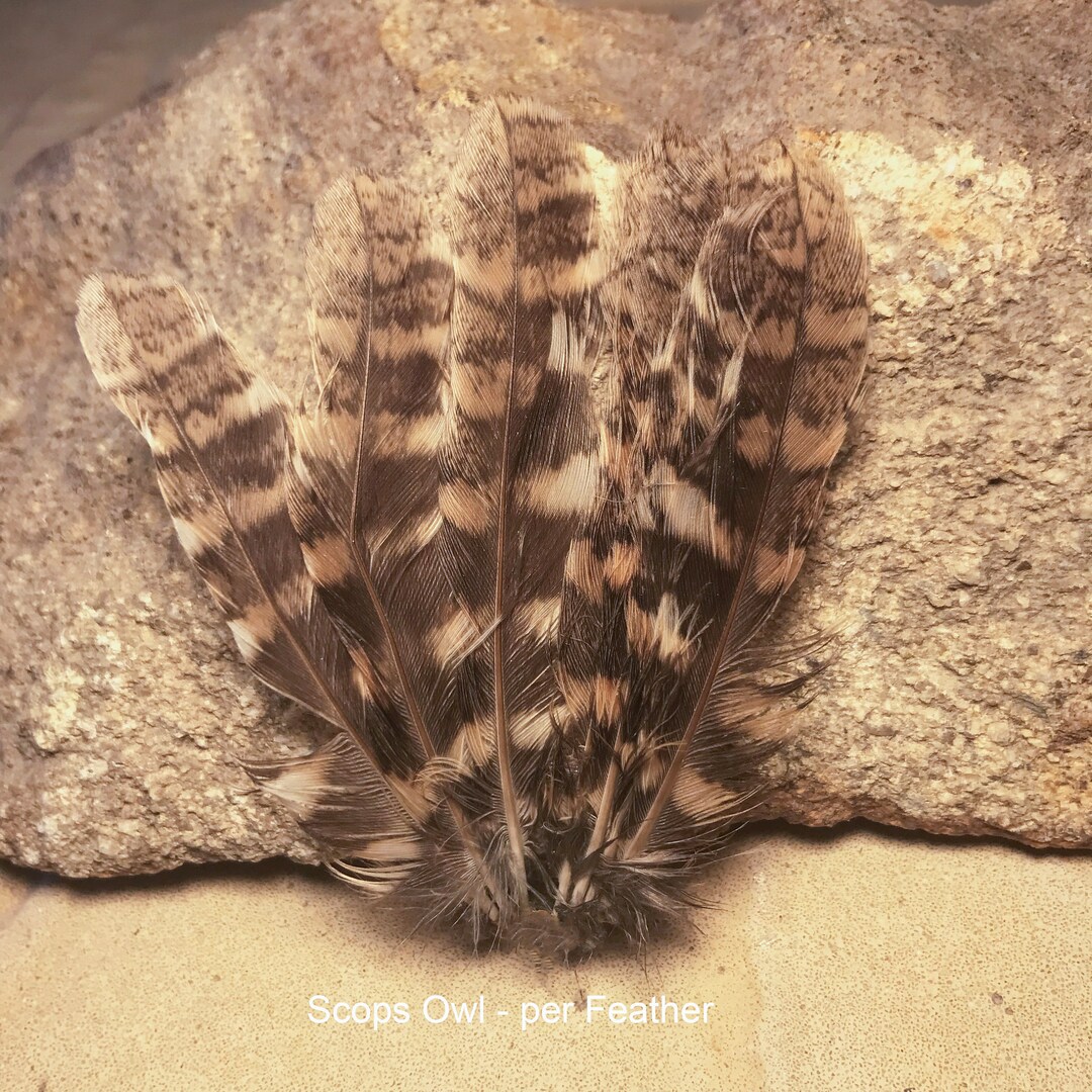 VERY Rare SCOPS OWL Tail Feather - Fragile Dainty Feathers , Craft ...
