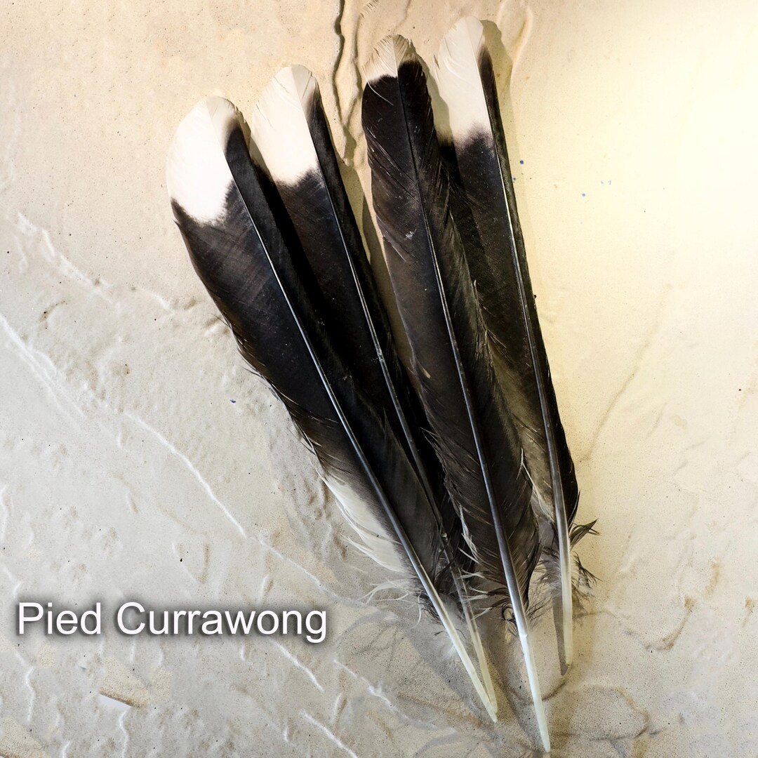 PIED CURRAWONG Rare Tail Feathers, Hat Feather, Collector, Millinery ...