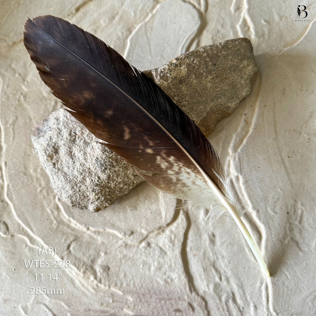 Majestic Genuine Wedged Tailed Eagle Wing Feather Approved Licence ...