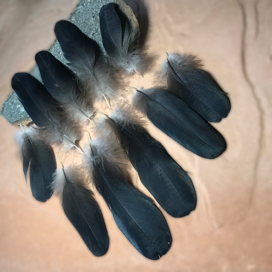 Black Cockatoo Tail Feathers – Rare Boho Decor (4-6.25 Inch) PERMIT ...