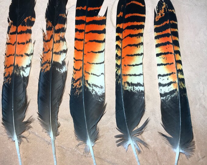 Black Cockatoo FEMALE Feather Trusted Approved Licence Holder Rare ...