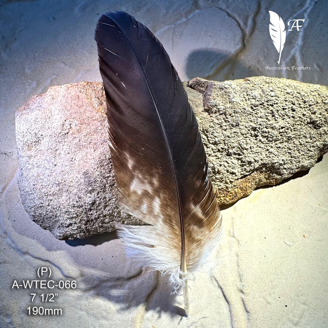 Genuine" Wedged Tailed EAGLE Covert Feather Collector, Boho ...