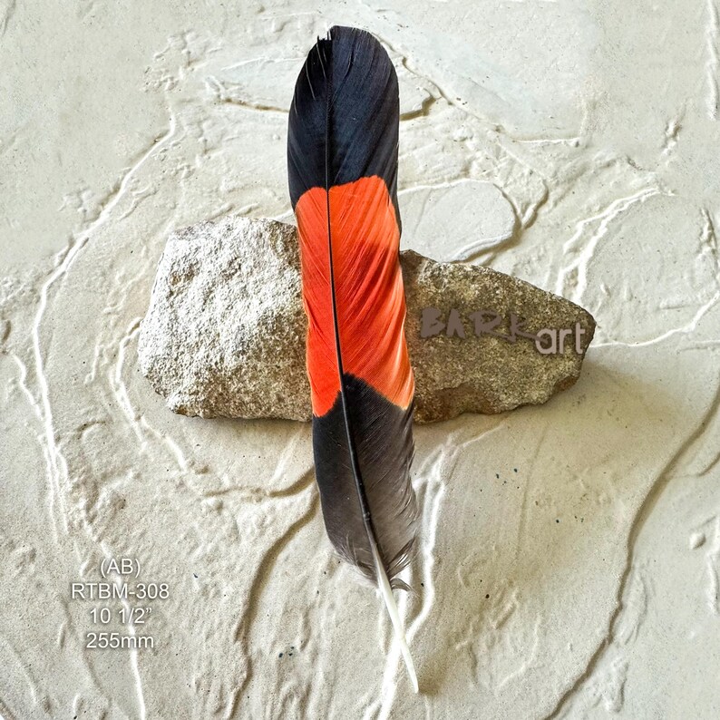 MALE Red Tailed Black Cockatoo Tail Feather, Millinery Hat Feather ...