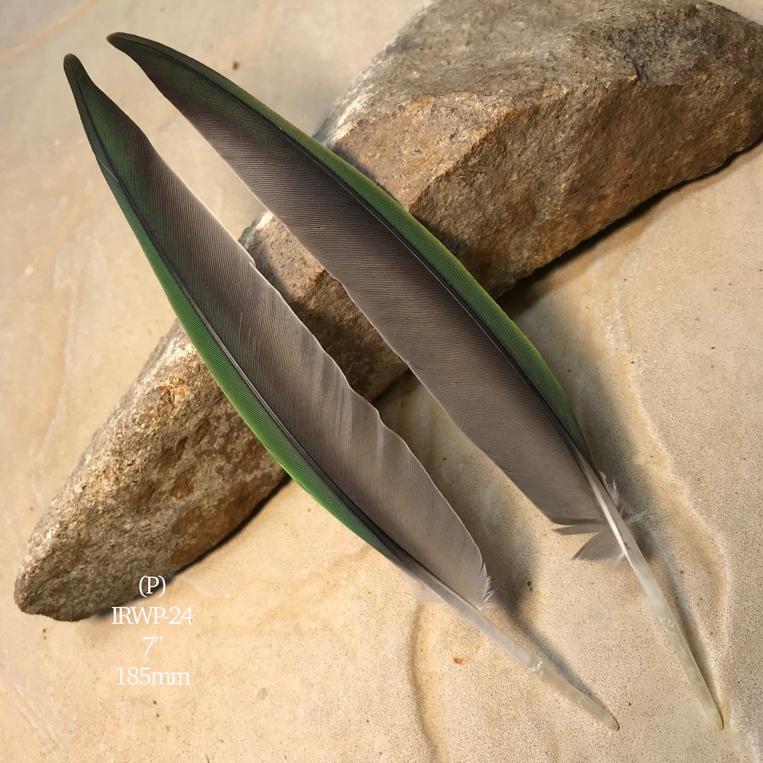 Indian Ringneck Parakeet Flight Wing Feathers- Feather Collector ...