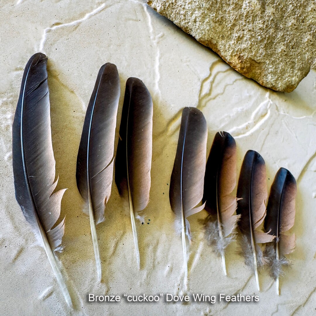 BRONZE Cuckoo DOVE WING Feathers - Rare Feathers, Feather Collector ...