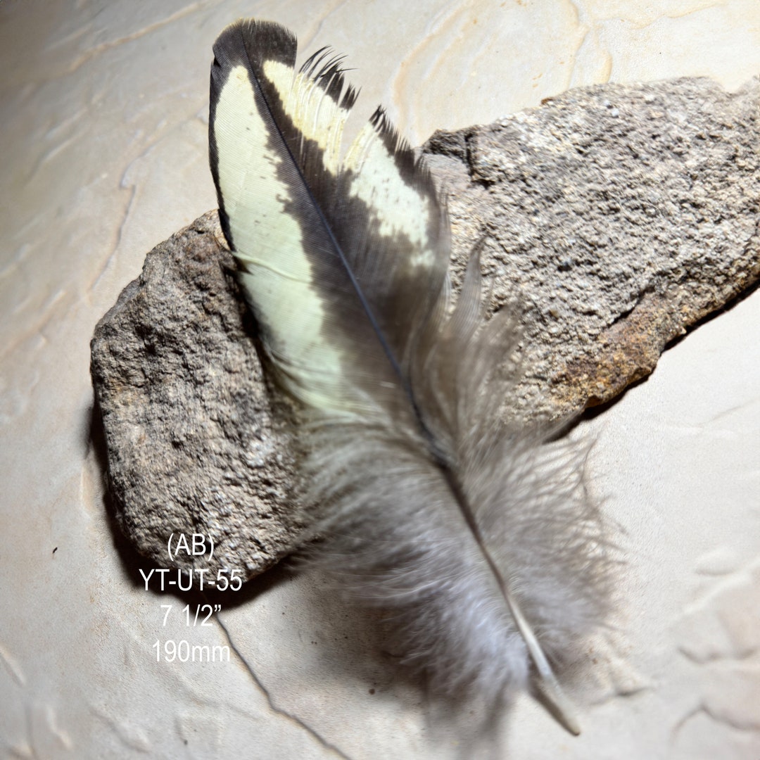RARE Yellow Tailed Black Cockatoo Undertail Feather rare Feather, Hat ...
