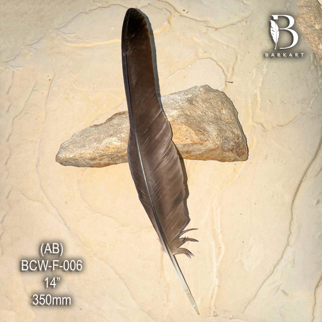 Black Cockatoo Wing Feather – Australian Native Hat Feather - Etsy