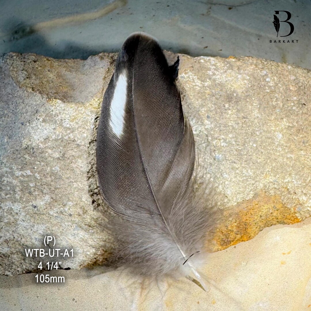 RARE WHITE Tailed Black Cockatoo Undertail Feather rare Feather ...