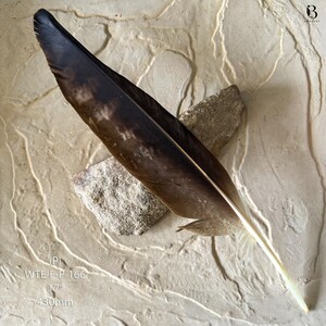 Majestic Genuine Wedged Tailed Eagle Wing Feather Approved Licence ...