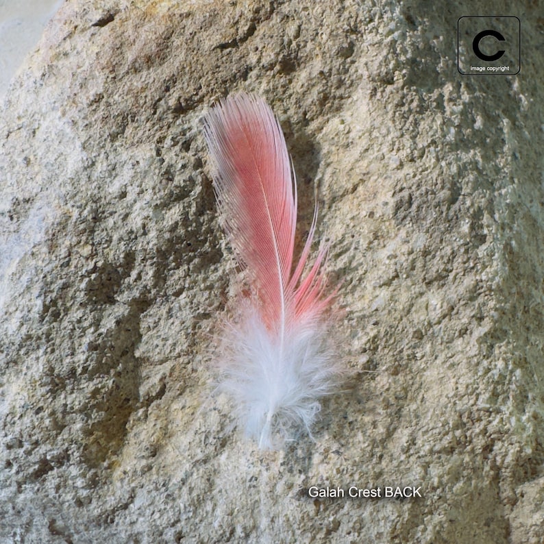 Australian Galah Parrot Crest Feathers, Rare Feather, Jewellery ...