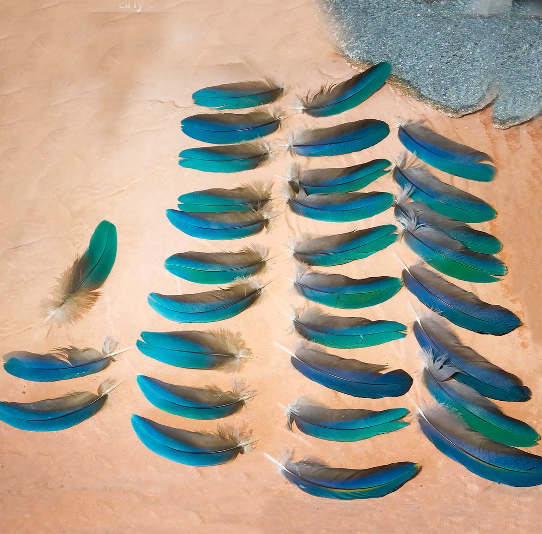 4 MACAW SHOULDER WING Feathers, Craft, Feather Earrings, Flyfishing ...