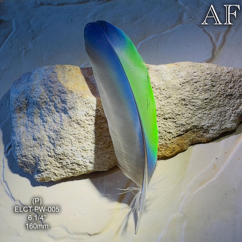 Eclectus Parrot Wing Feather – Rare Primary Feather for Boho Crafts ...
