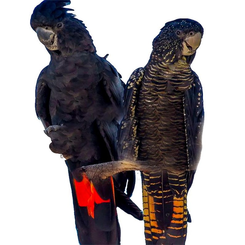 Red-tailed Black Cockatoo Tail Feather, Millinery, Boho, Akubra Hat ...