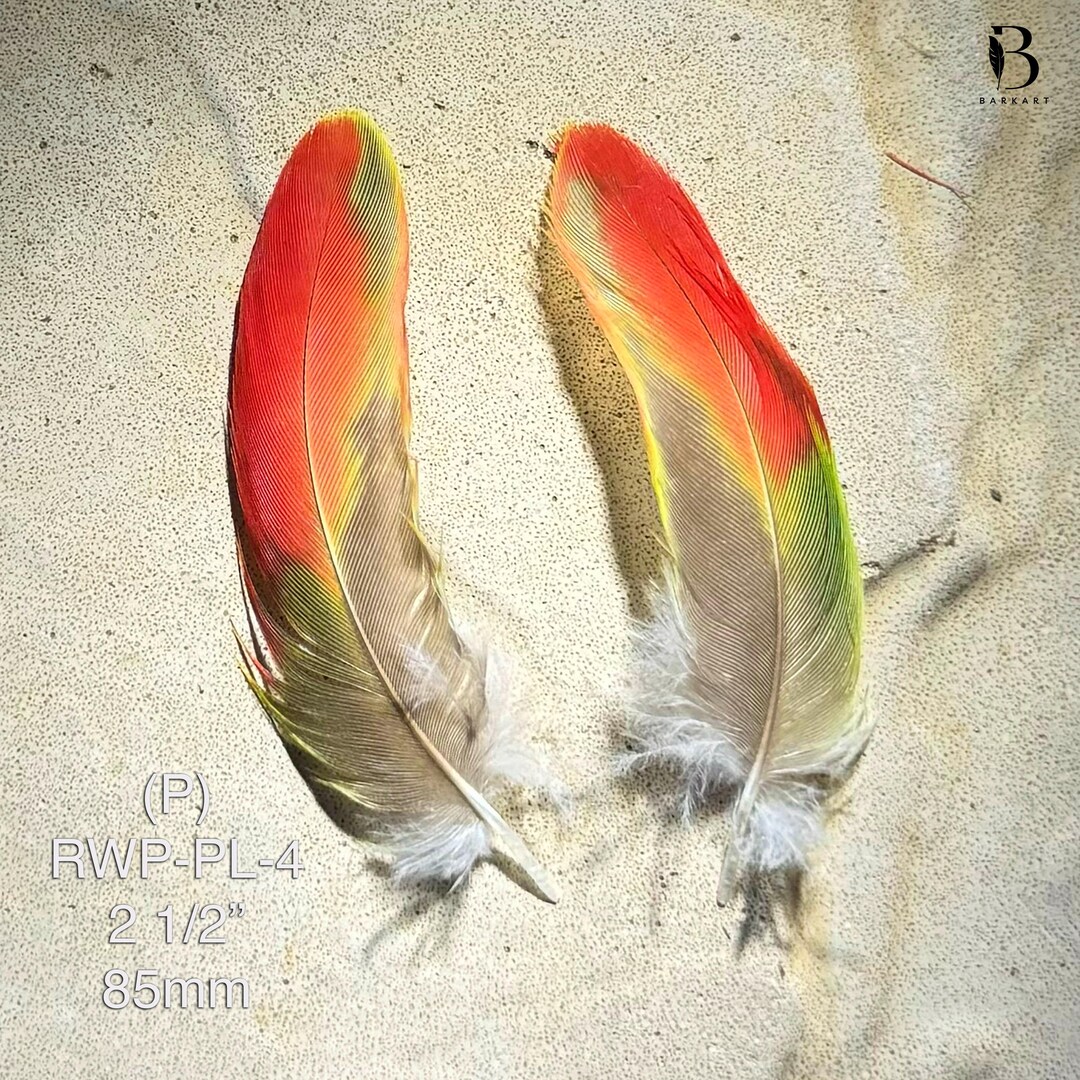 RARE Red Winged Parrot Plumage Feathers, Fly Fishing. Jewellery ...