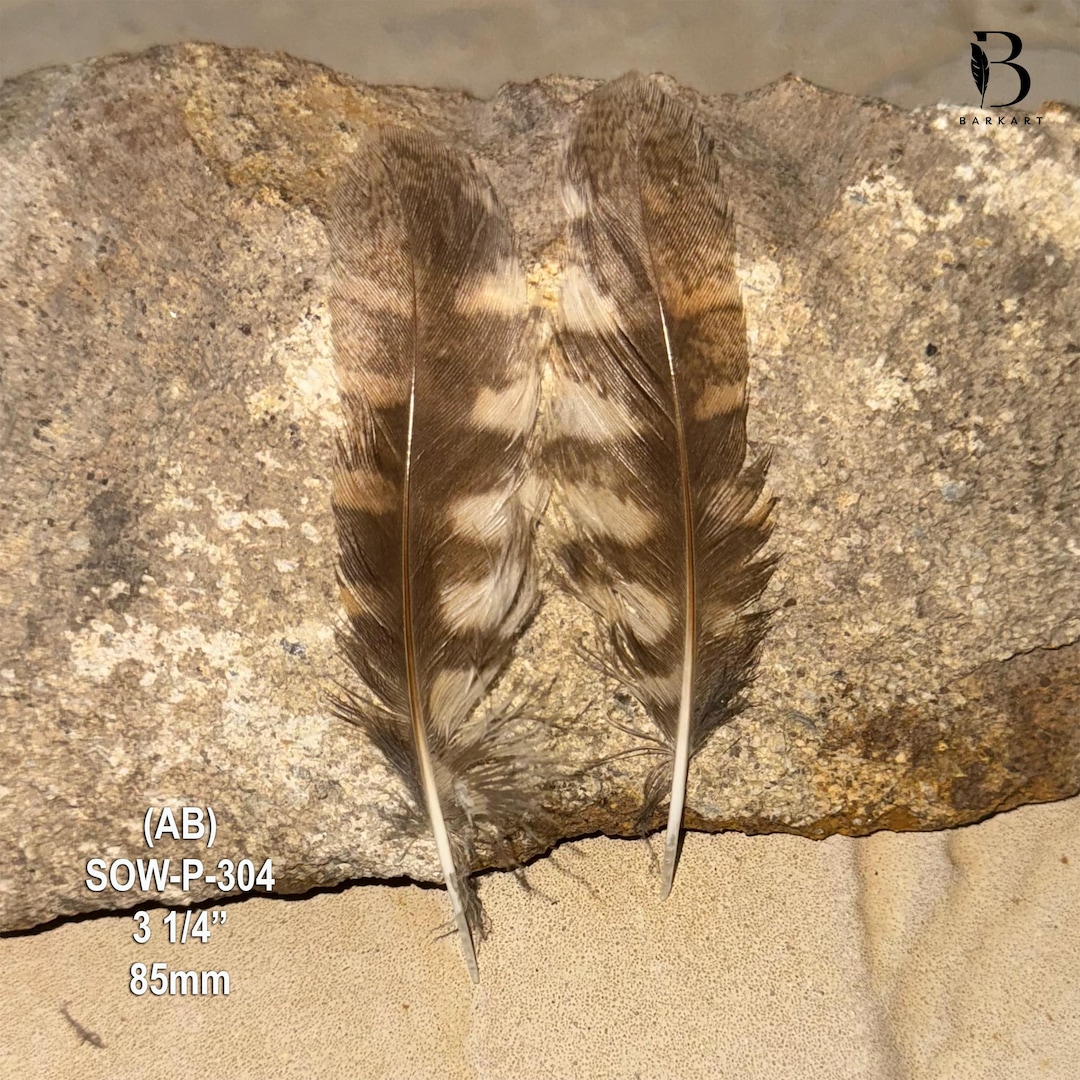 Extremely Rare SCOPS OWL WING Feather -rare Feather, Boho, Dreamcatcher ...