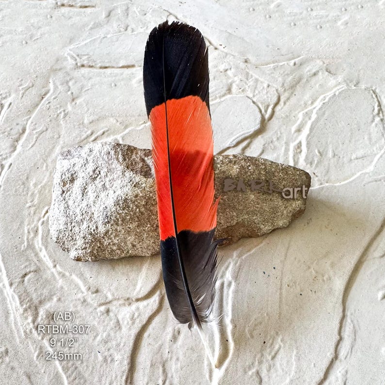 MALE Red Tailed Black Cockatoo Tail Feather, Millinery Hat Feather ...