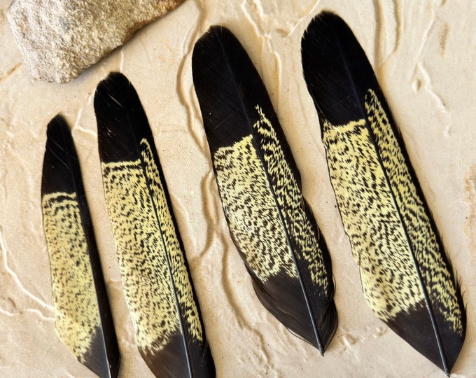 Yellow Tailed Black Cockatoo CUT Tail Feather rare Feather, Hat Feather ...