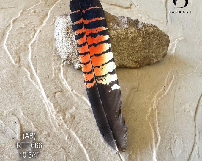 Choose-red Tailed Female Black Cockatoo TAIL Feather, Hat Feather ...
