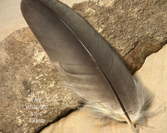 Genuine White Bellied Sea Eagle Covert Feathers, Wicca, Prayer Feather ...