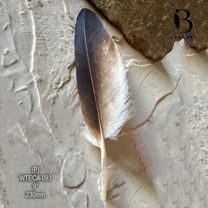 Very Rare EAGLE ALULA Feathers - Collector, Boho, Dreamcatcher ...