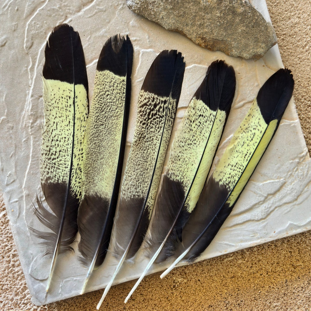 Yellow Tailed Black Cockatoo Tail Feather rare Feather, Hat Feather ...
