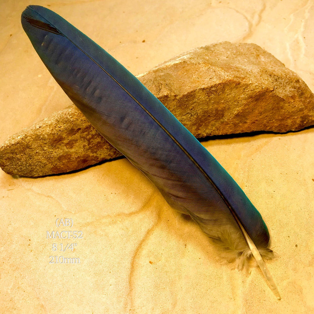 Macaw Tail Feather, MACT-52, MILLINERY Smudge, Flyfishing, Feather ...