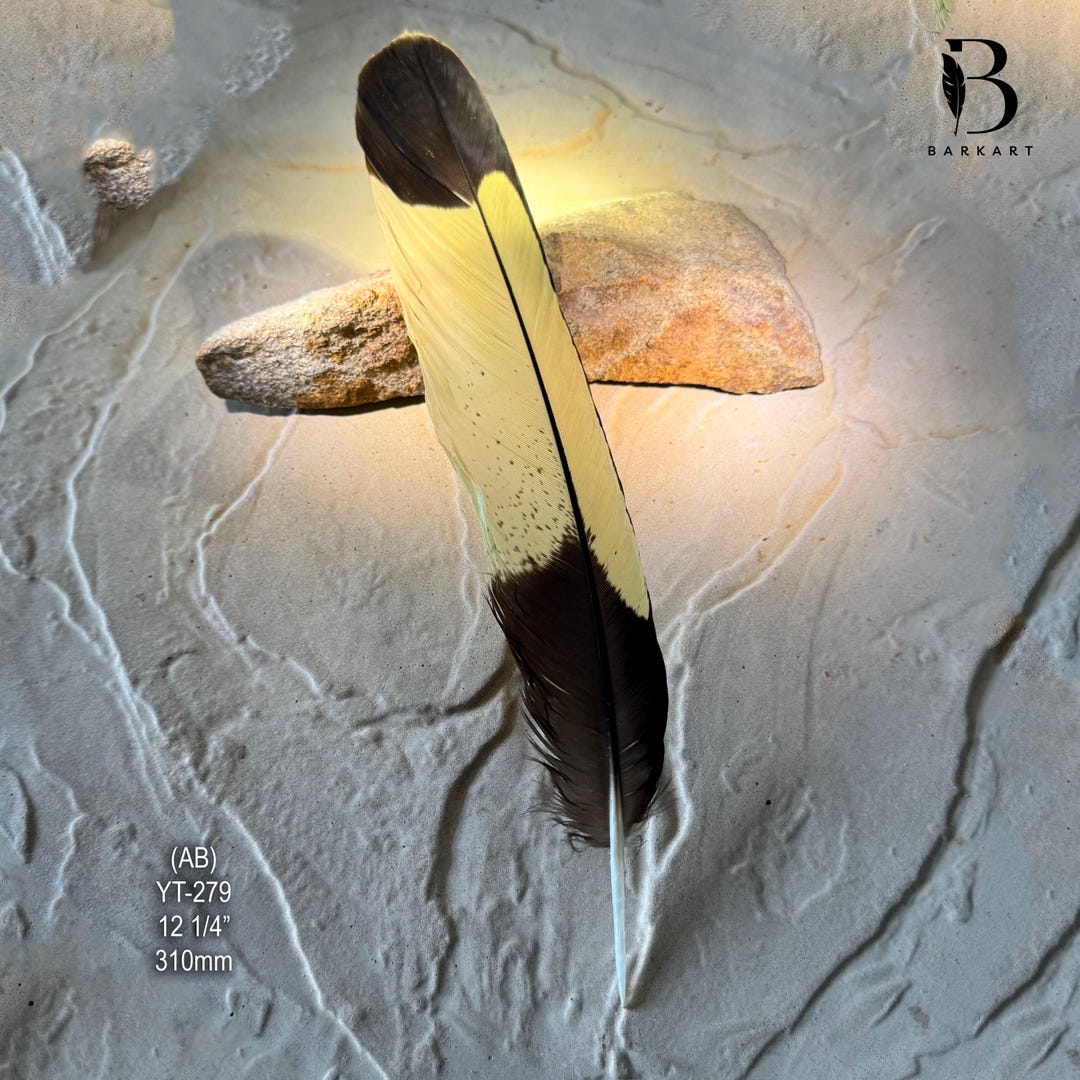 Yellow Tailed Black Cockatoo Tail Feather Rare Feathers, Akbura Hat ...