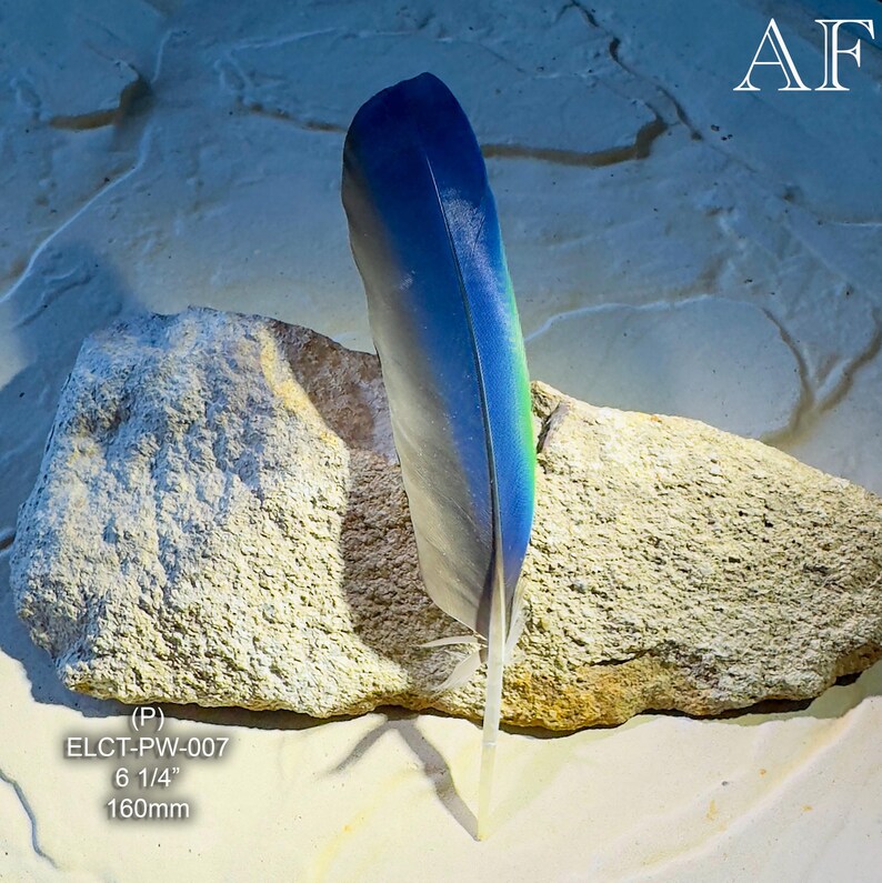 Eclectus Parrot Wing Feather – Rare Primary Feather for Boho Crafts ...