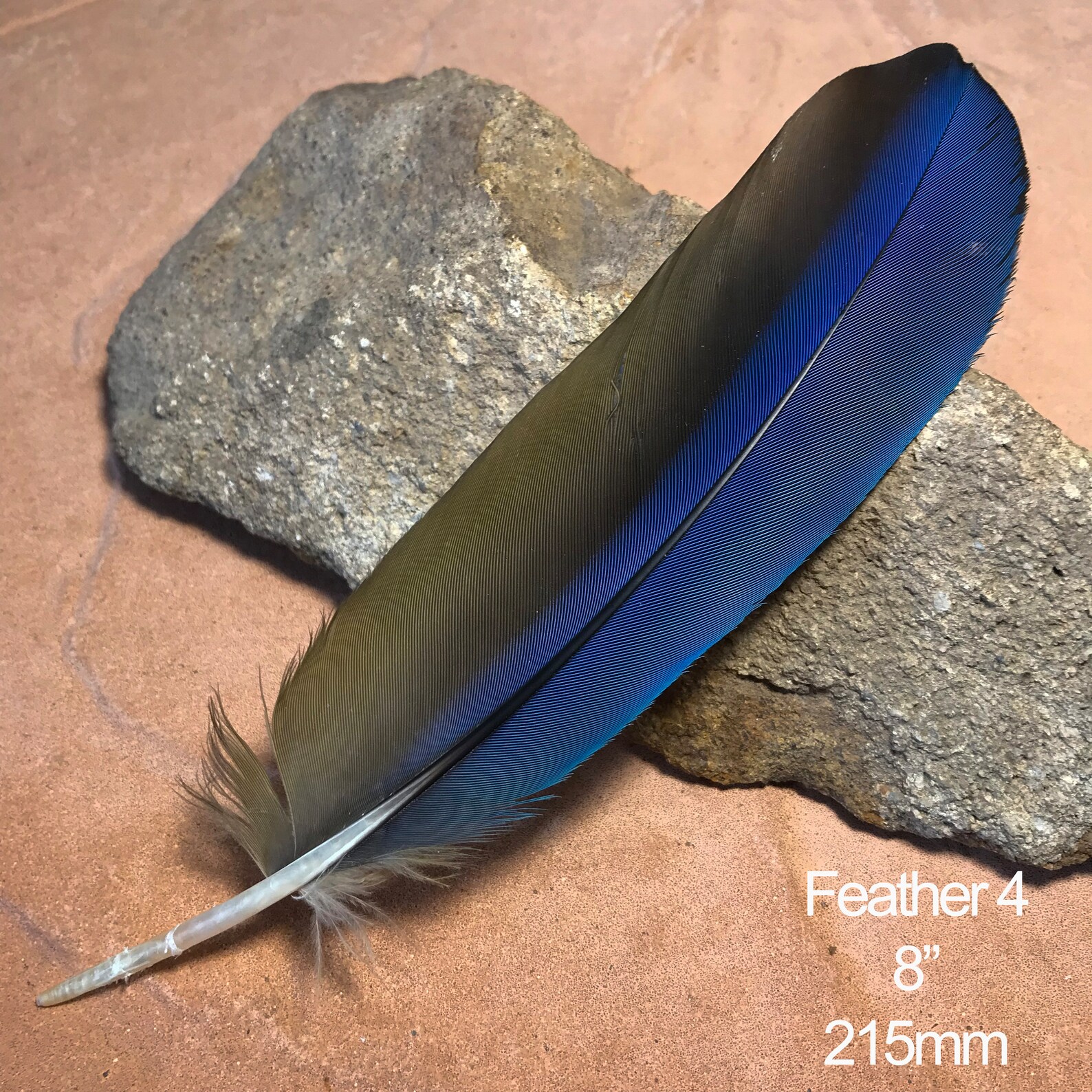 Macaw Blue & Gold Wing Feathers - Rare Feathers, Boho, Collectors ...