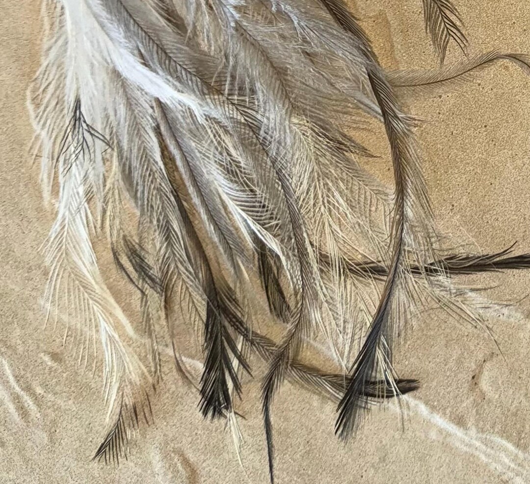 30 Emu Body Feathers - MIXED PACK- Sample Pack - Etsy