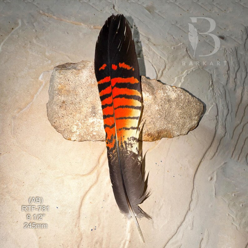 FEMALE Red-tailed Black Cockatoo Tail Feather, Millinery, Boho, Akubra ...