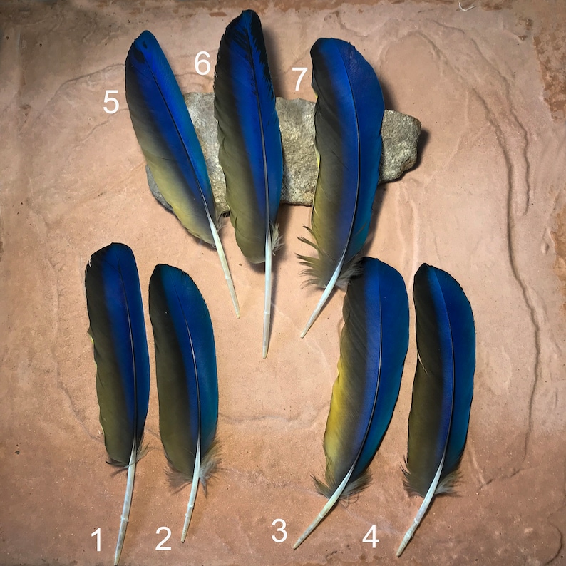 Macaw Blue & Gold Wing Feathers - Rare Feathers, Boho, Collectors ...