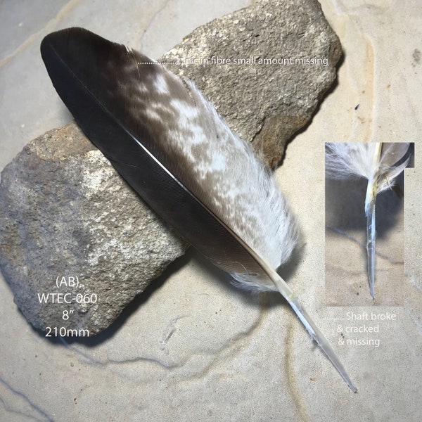 Eagle Feather - Etsy