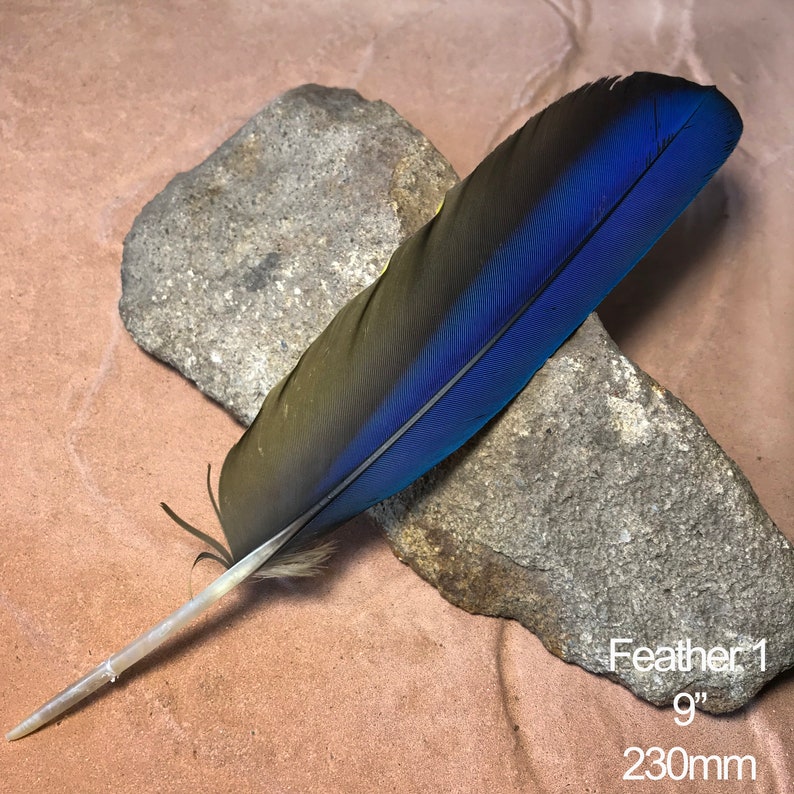 Macaw Blue & Gold Wing Feathers - Rare Feathers, Boho, Collectors ...