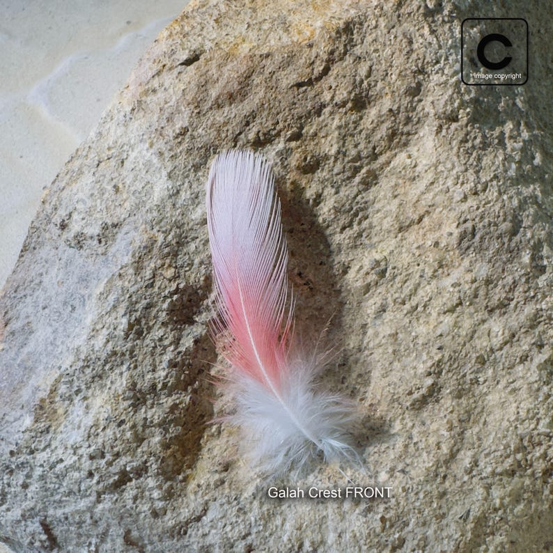 Australian Galah Parrot Crest Feathers, Rare Feather, Jewellery ...
