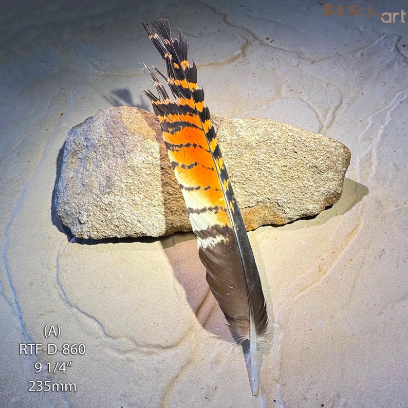 FEMALE Red-tailed Black Cockatoo Tail Feather, Millinery, Boho, Akubra ...