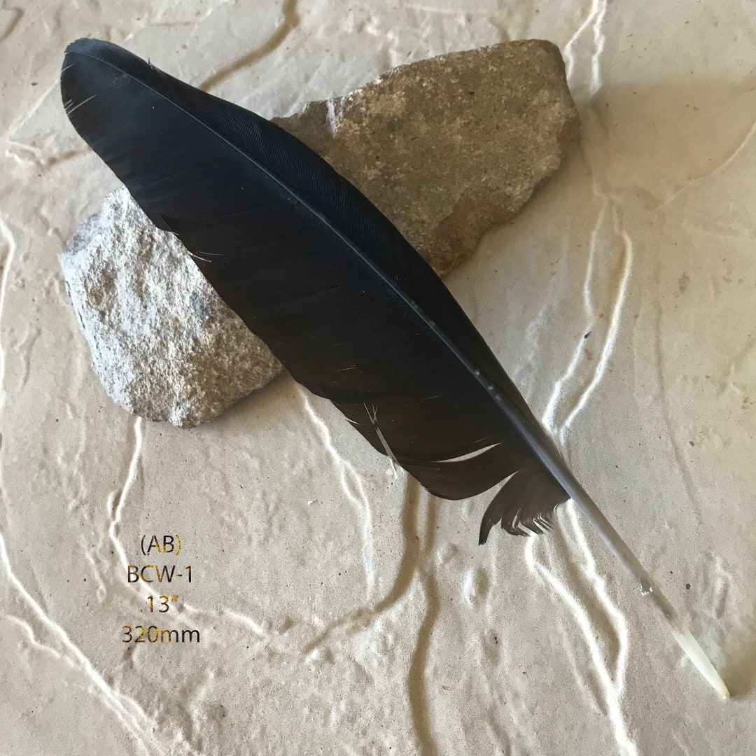 Black Cockatoo WING Feathers Rare Feathers, BOHO, Akubra Feather ...