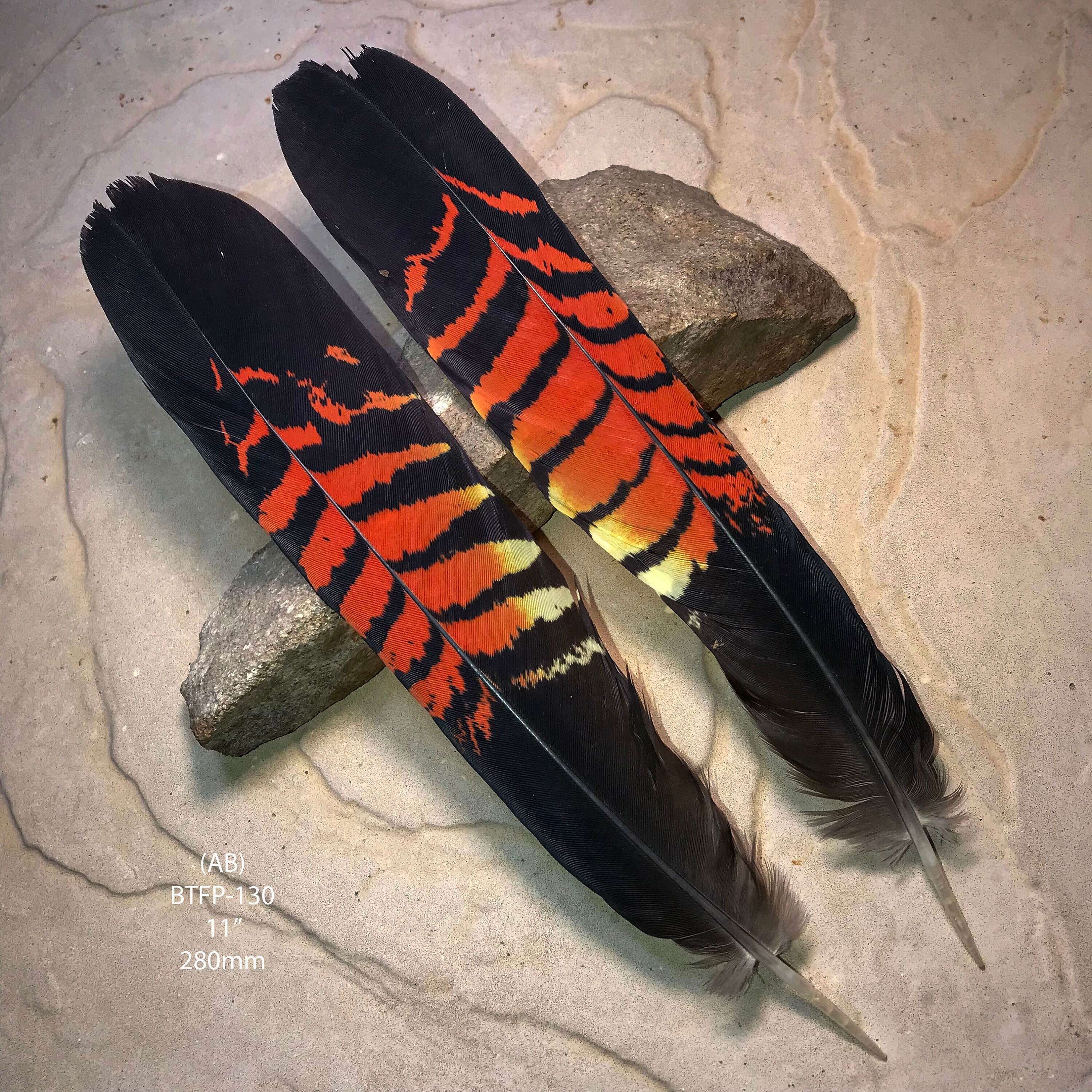 Red Tailed Black Cockatoo Feather