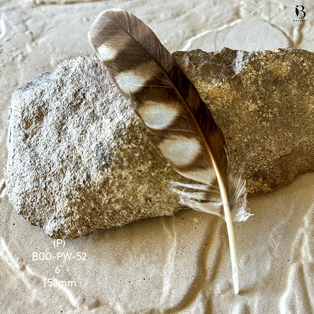 Boobook OWL WING Feather -rare Feather, Boho, Dreamcatcher, Earrings ...