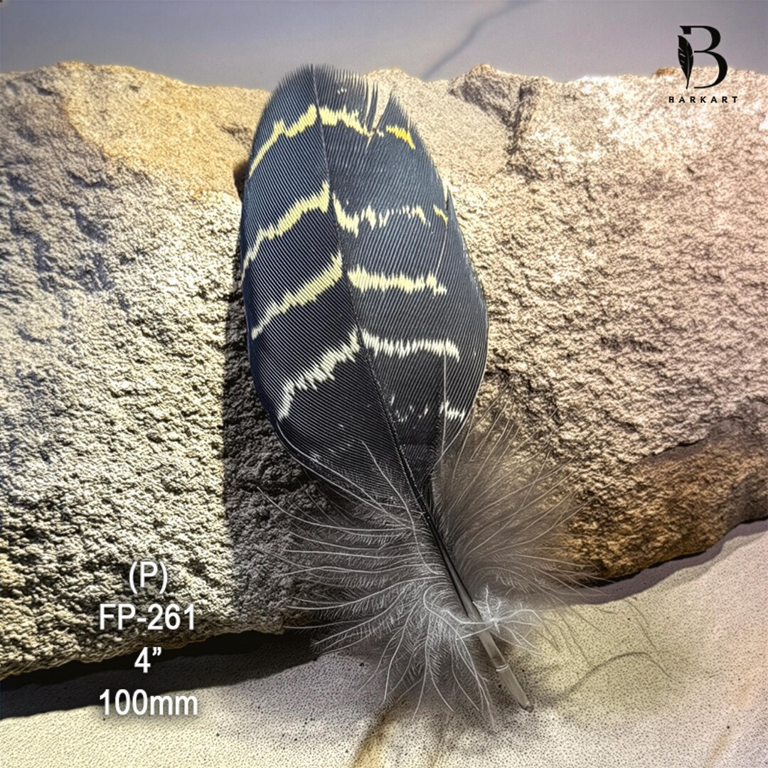 Black Cockatoo Tail Feathers – Rare Fly Tying Craft Feathers, Permit ...