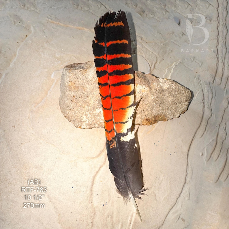 FEMALE Red-tailed Black Cockatoo Tail Feather, Millinery, Boho, Akubra ...